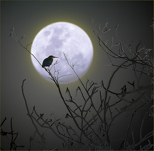 Midnight - definition and meaning with pictures | Picture Dictionary ...