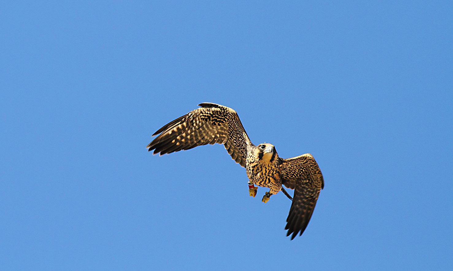 Ann Brokelman Photography: Harlequin - Peregrine Falcon soaring in the ...