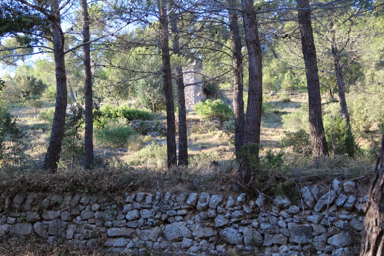 Une forêt en Provence