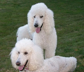 Clinica Veterinaria Buestan: EL FRENCH POODLE