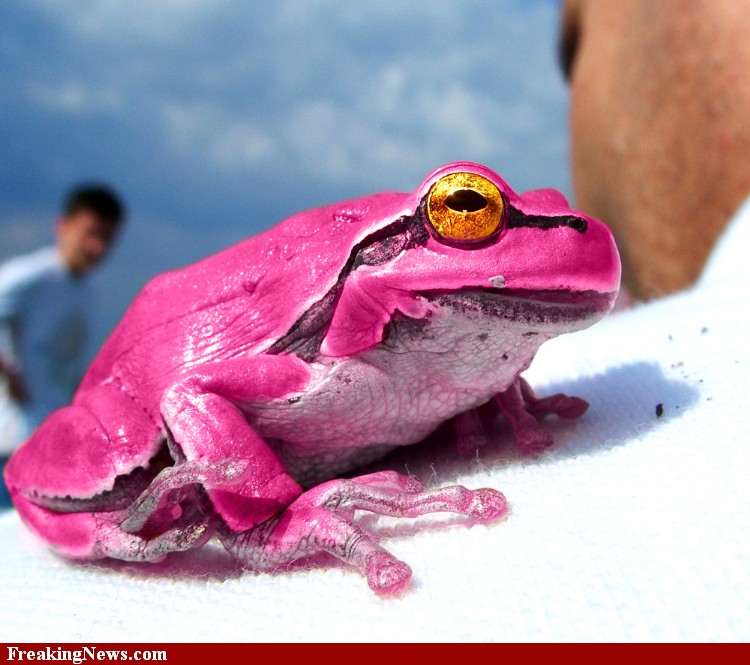 blog.: The epic of the giant pink frog