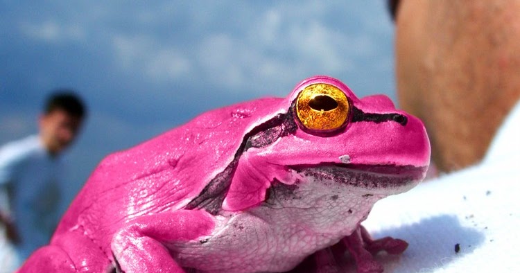 blog.: The epic of the giant pink frog
