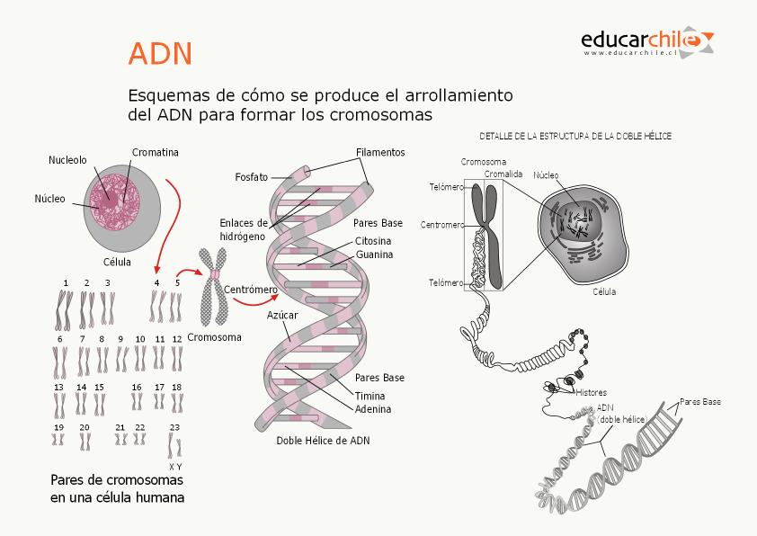 ESTRUCTURA DEL ADN