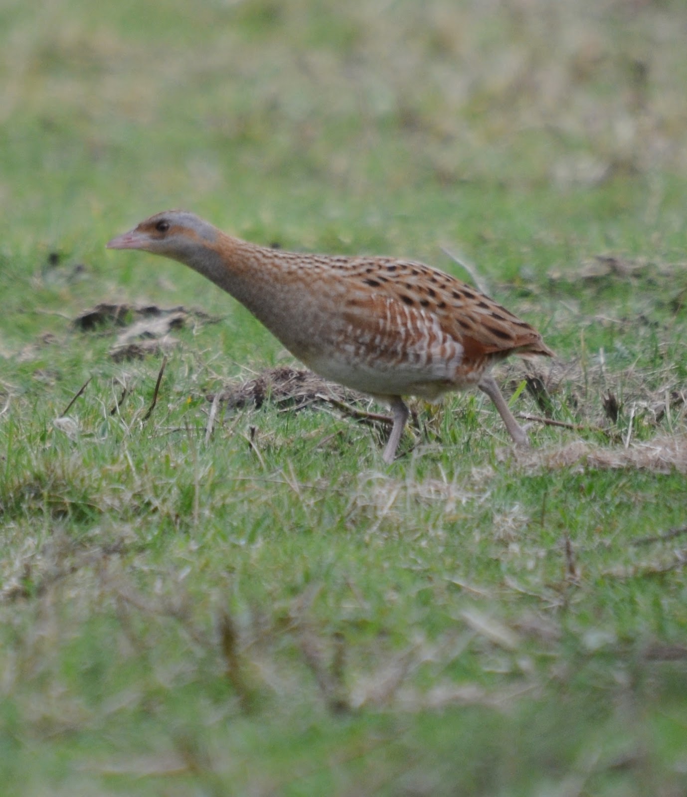 native2sussexbirding: Corncrake