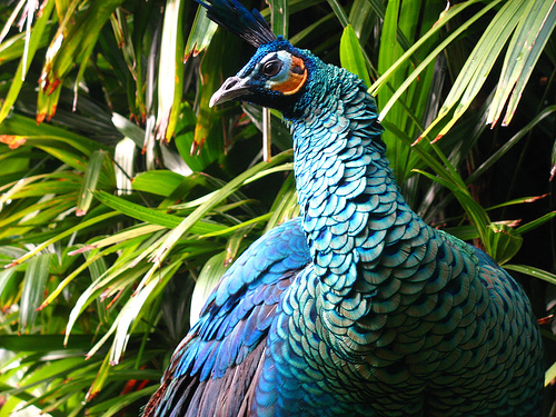 Most Beautiful Green Java Peacock Pictures