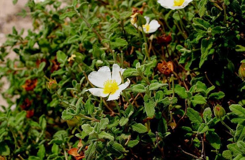 Variety of Life: Cistaceae