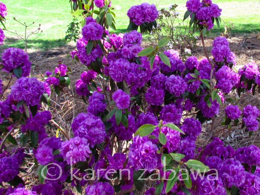 Snapshot Travel Blog: Mother's Day in Mississauga a Walk in the Gardens