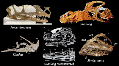 Species New to Science: [Paleontology • 2010] Family Proceratosauridae ...