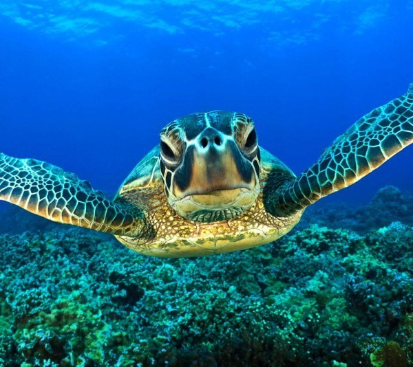 Goo Animal: SPECIES OF MARINE ANIMALS