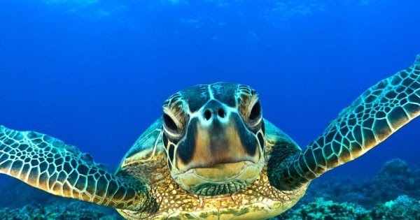 Goo Animal SPECIES OF MARINE ANIMALS goo-animal-species-of-marine-animals
