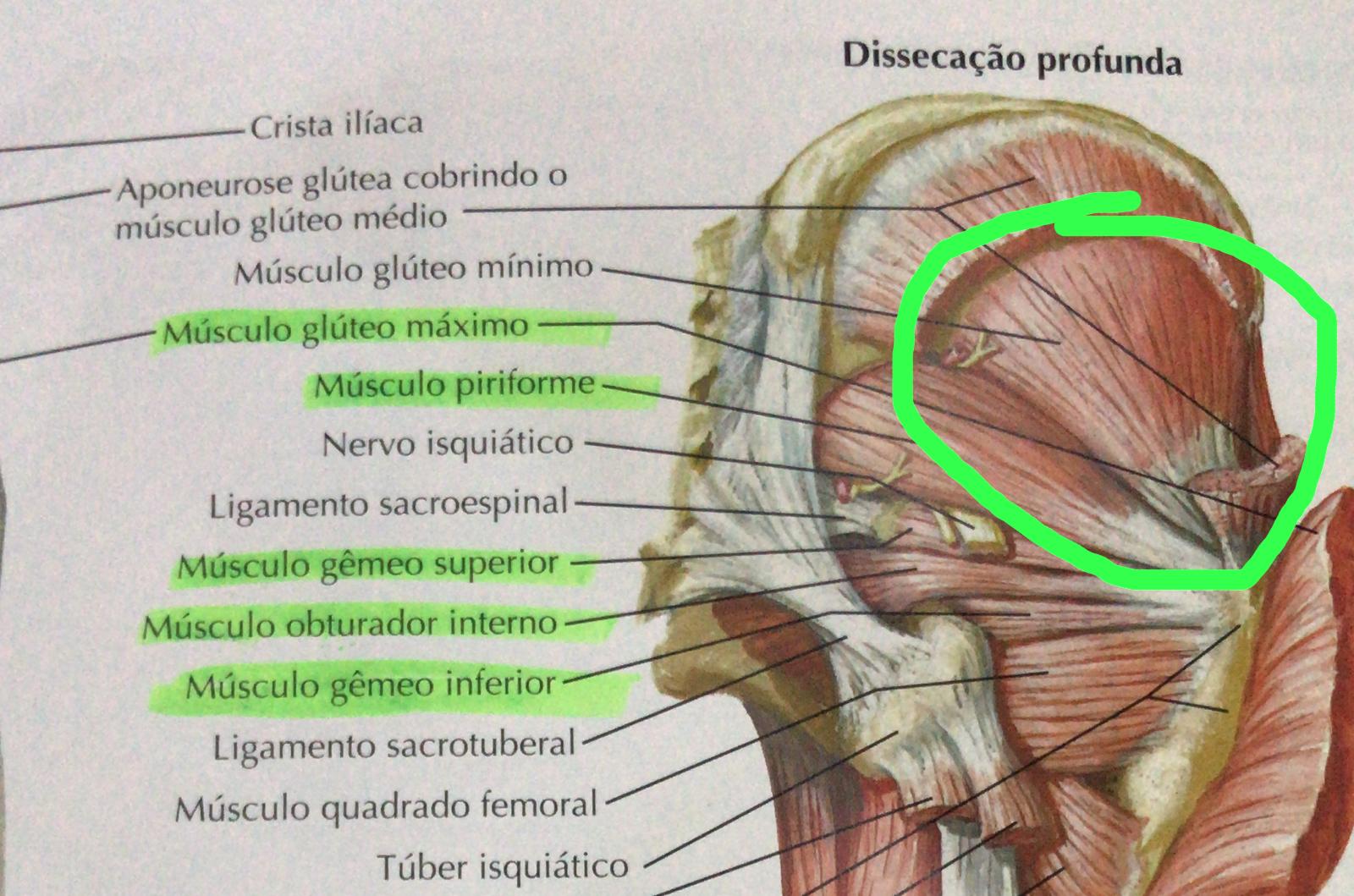 Gluteo Maximo Origem E Inserção - BRAINCP
