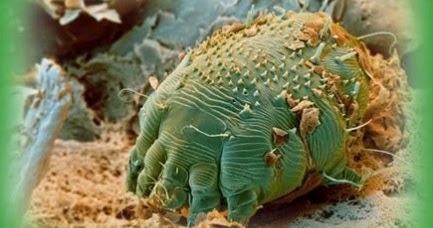 Frumoasa verde: Cum să ne curățăm corpul de paraziți + VIDEO (RO)