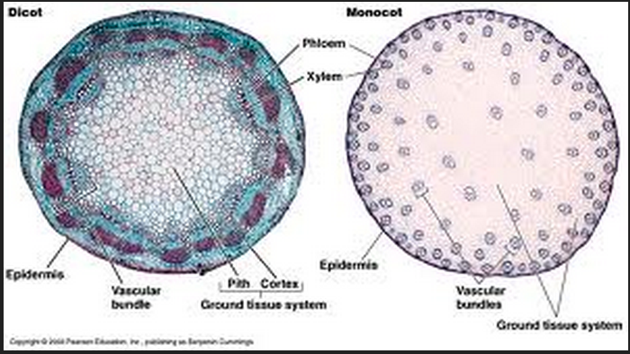 Chadron High School Blog: Advanced Biology Compares Monocots and Dicots