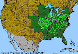Restoring The Landscape With Native Plants: Native Plant of the Week ...