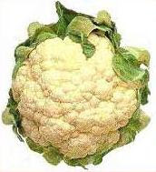 FOOD FRUITS VEGETABLES NUTRITION: CAULIFLOWER