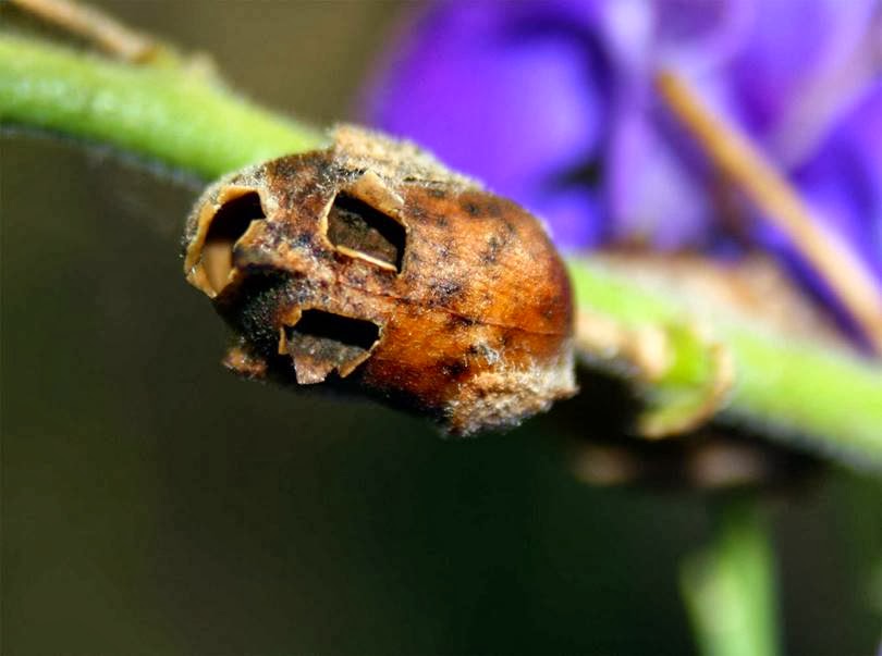 Antirrhinum¸ Dragon skull flower | Snapdragon Seed