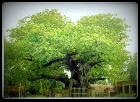 Shivom Shakti - The Power within You: The parijata outside my window
