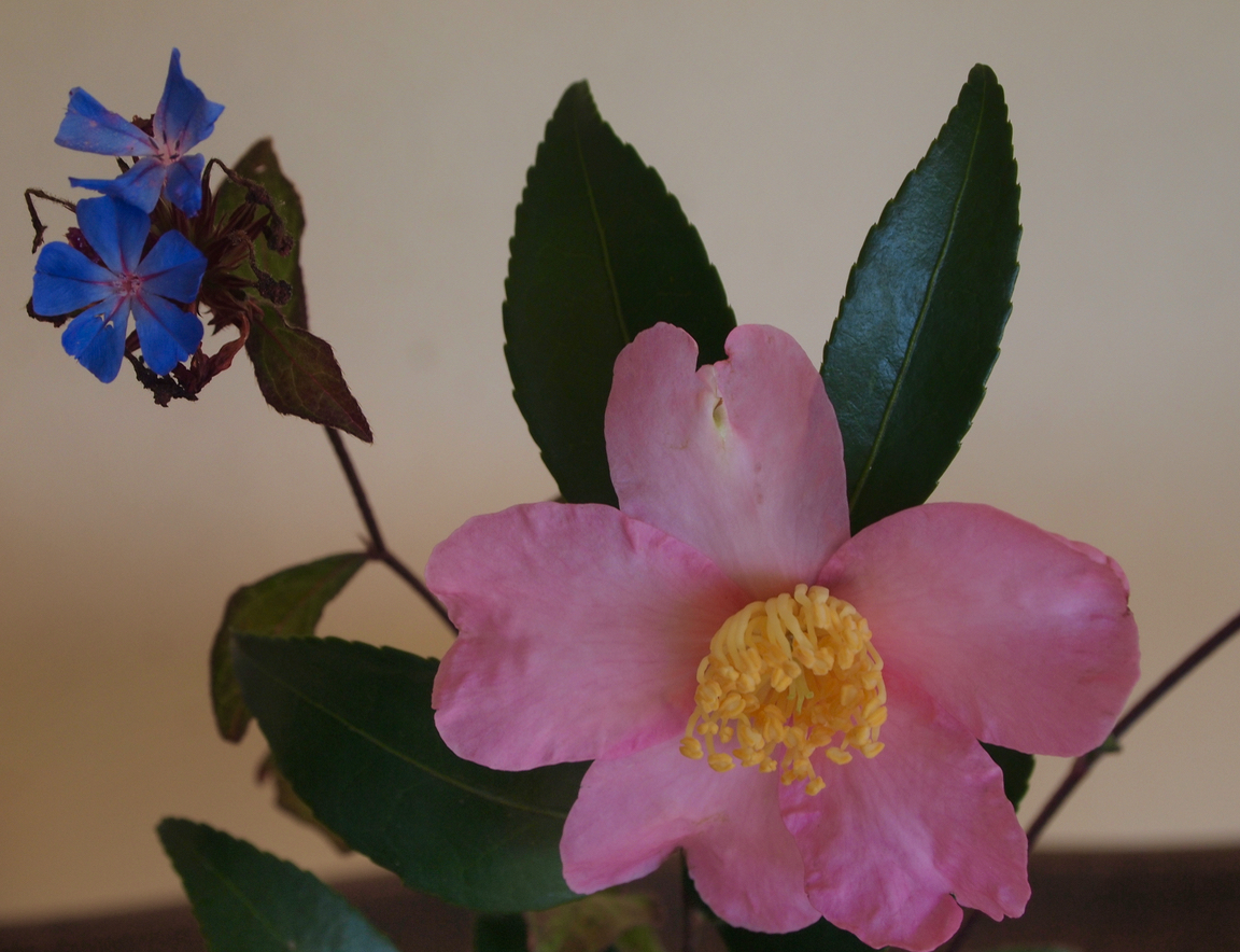 TRAVEL IN A GARDEN: The Art of Chabana: October.