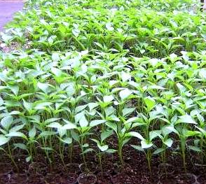 Toko Pertanian Terdekat | Lmga Agro: Budidaya Cabe dan Benih Cabe Untuk ...