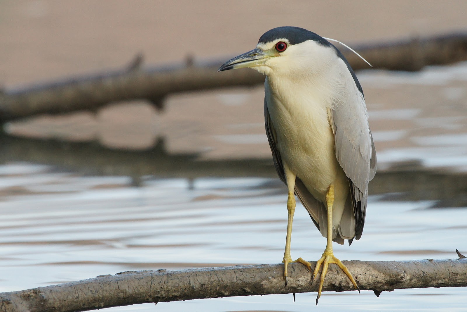 Pasión por las aves: Martinete común.(Nycticorax nycticorax)