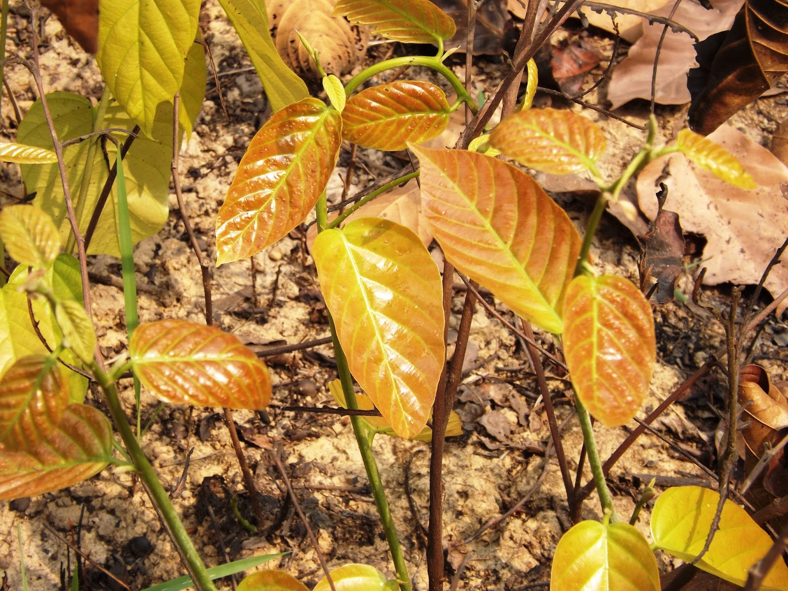 Shal or Sal, Shorea robusta