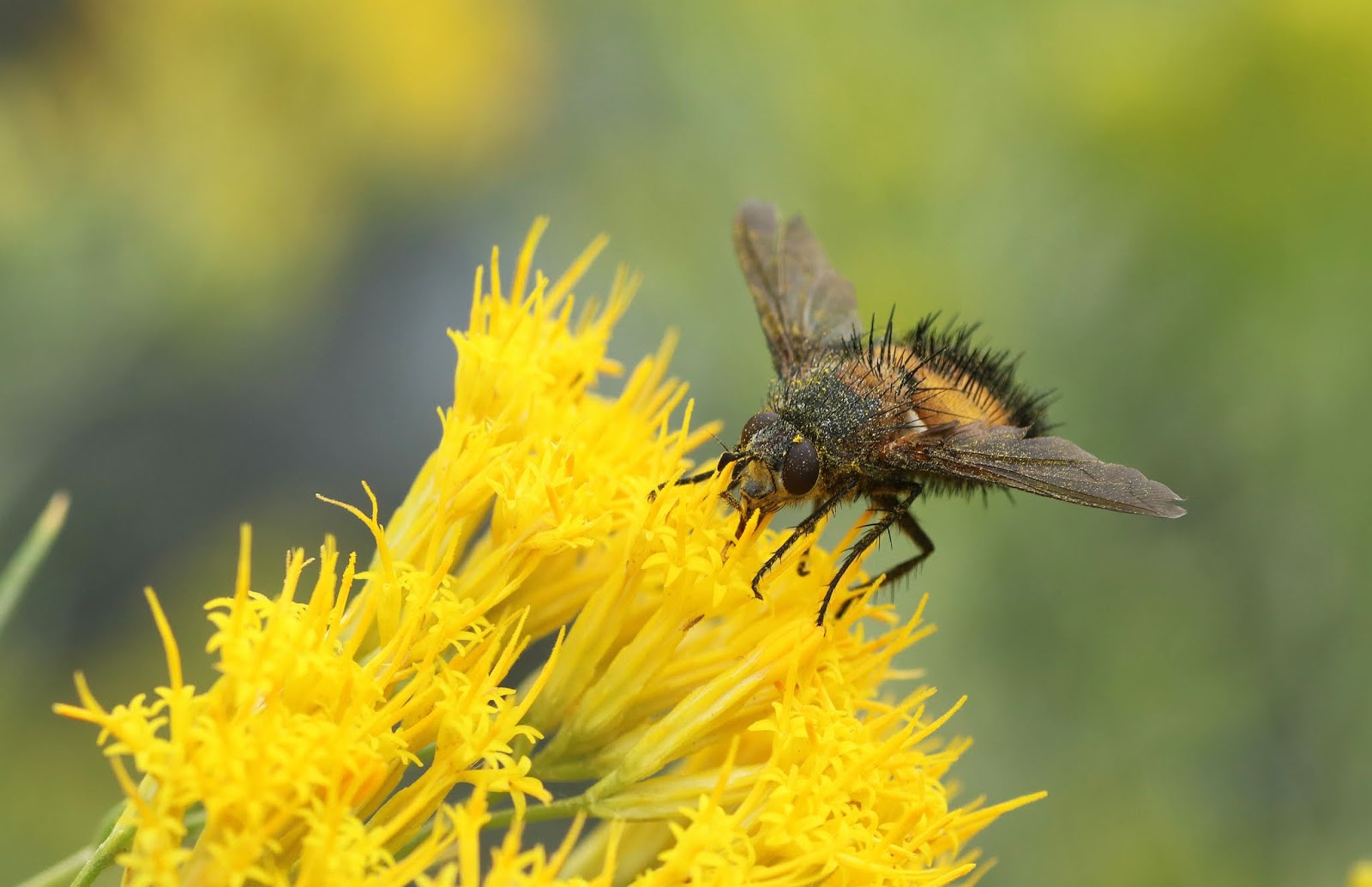 MObugs: Colorado Insects----Hedgehog Fly