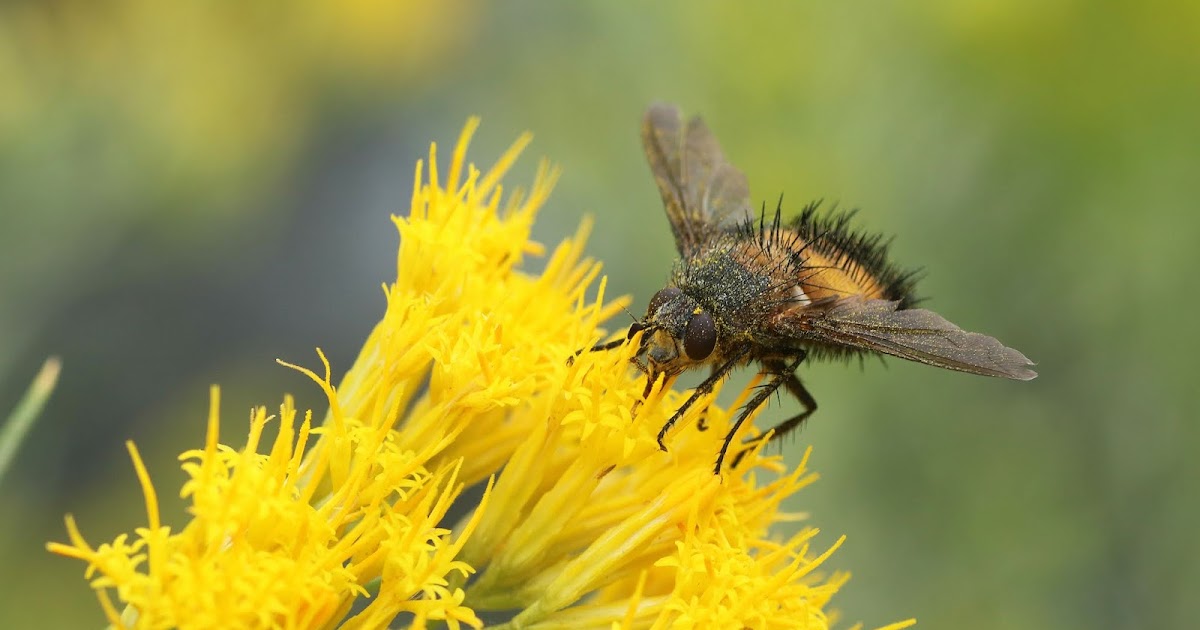 MObugs: Colorado Insects----Hedgehog Fly