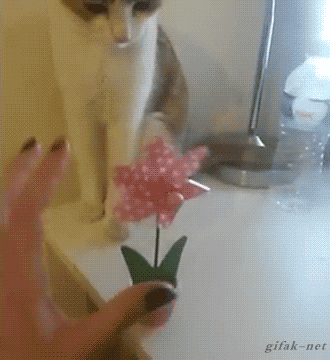 Funny cats - part 158 (40 pics + 10 gifs) | Amazing Creatures