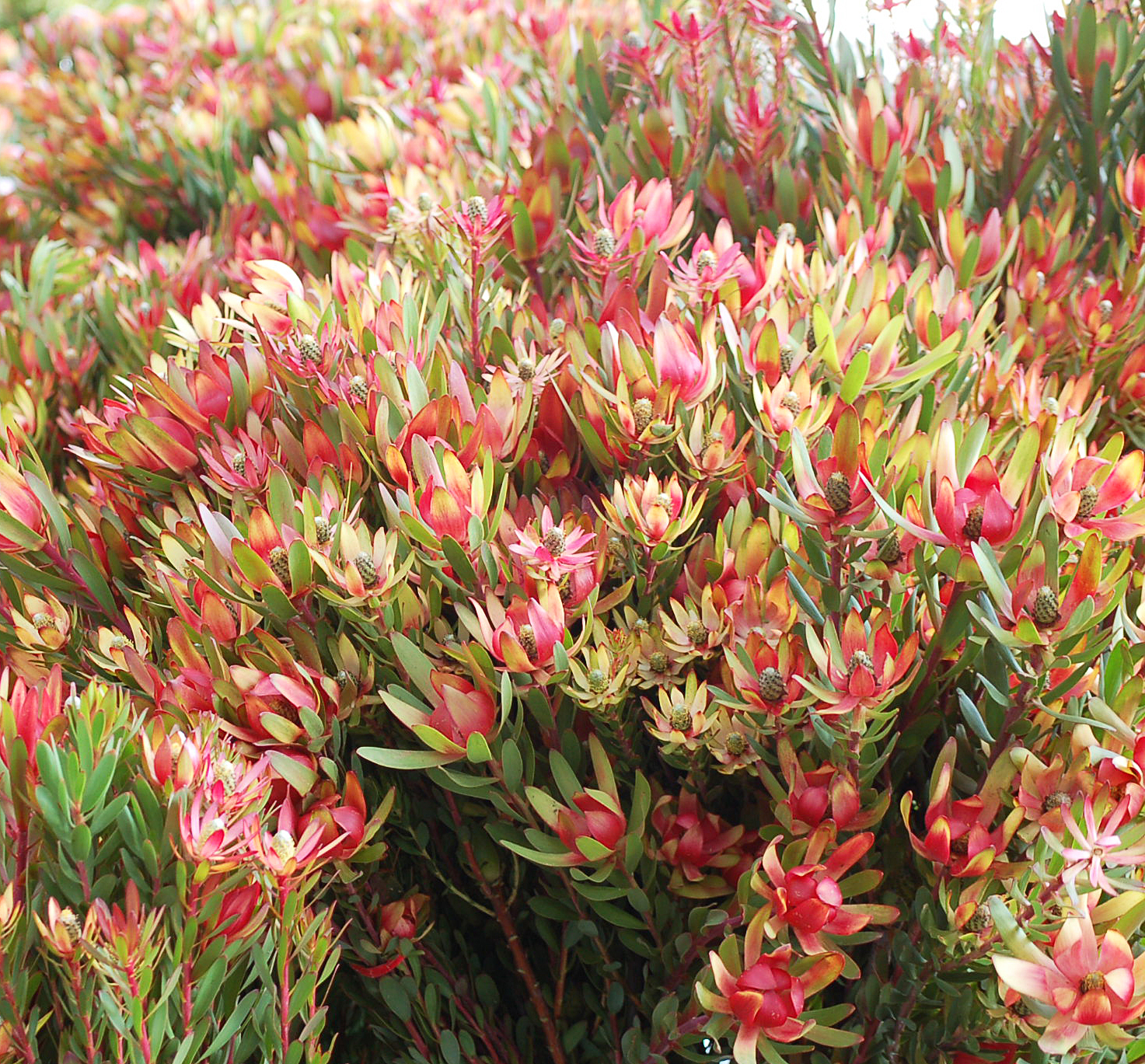 A Passion for Flowers: Winter Color: Leucadendron