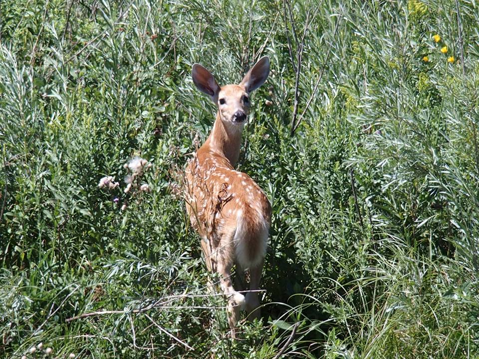 WildDakotaWoman TM: I dragged my daughter to Slope County: Another SW ...
