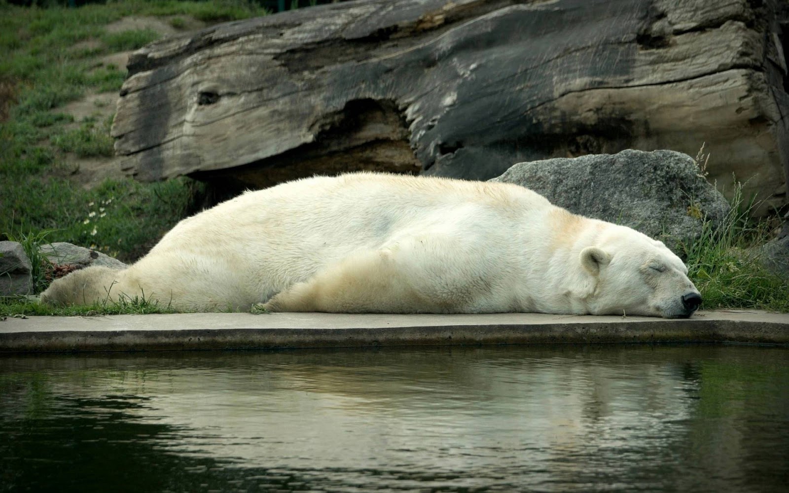 Sleeping Bear Wallpaper