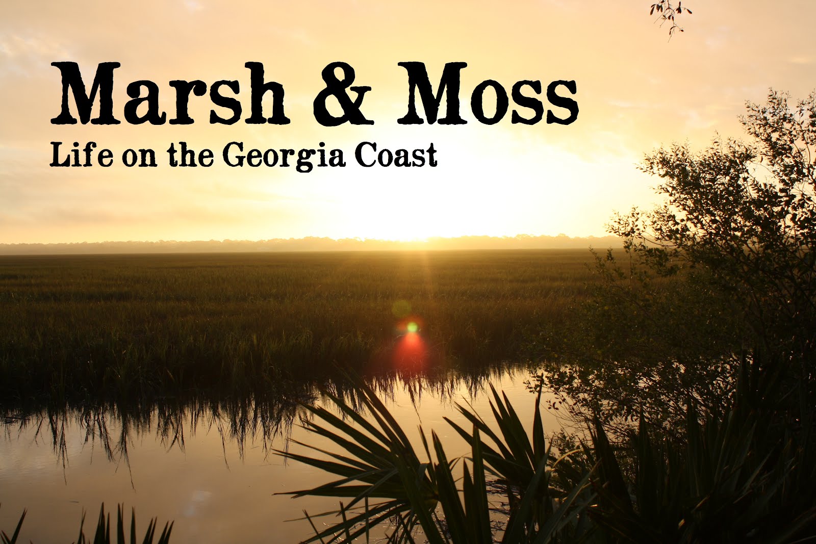 Marsh & Moss
