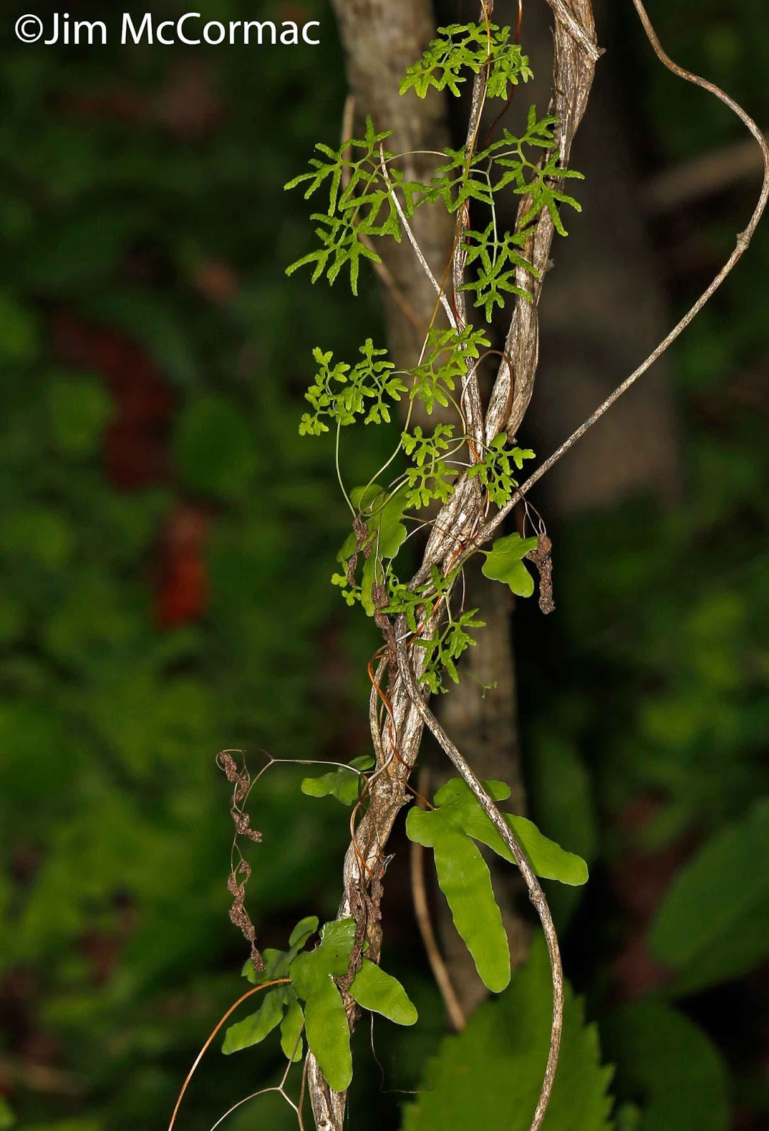 Ohio Birds and Biodiversity: October 2015
