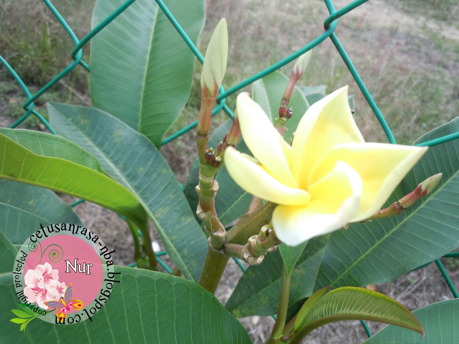 Cetusan Rasa: Bunga Kemboja Milik Bonda