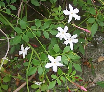 Saman Pichcha Flower