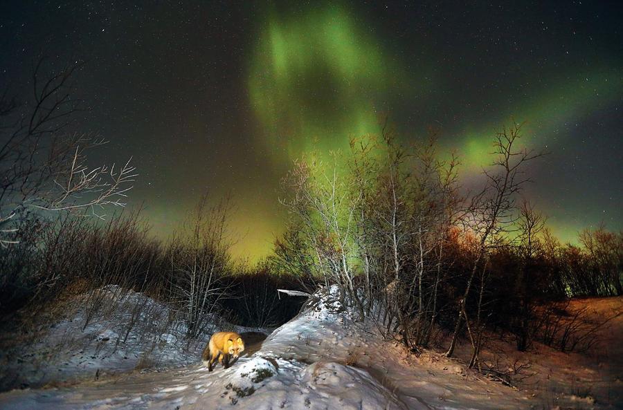 Photography Blog: Red Fox and Northern Lights