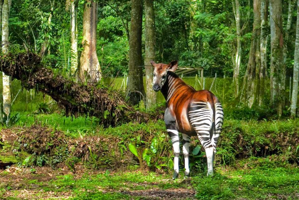 ΟΚΑΠΙ photos - wallpapers | the fun bank