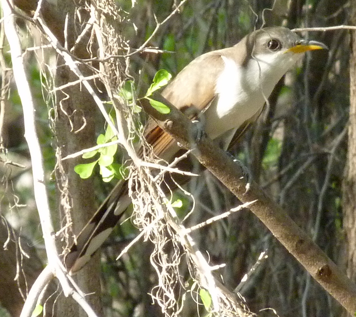 beginning to bird: High school reunion birding Part 2