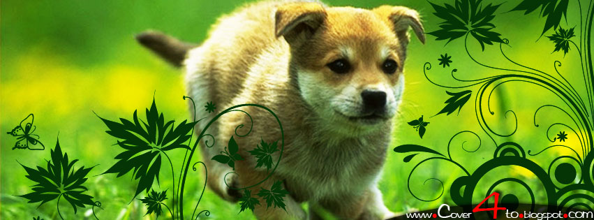 facebook cover photos: Lovely Pets