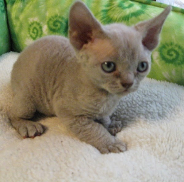 Gaia Devon Rex