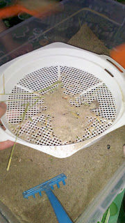 Munchkin and Bean: Indoor Sand Box