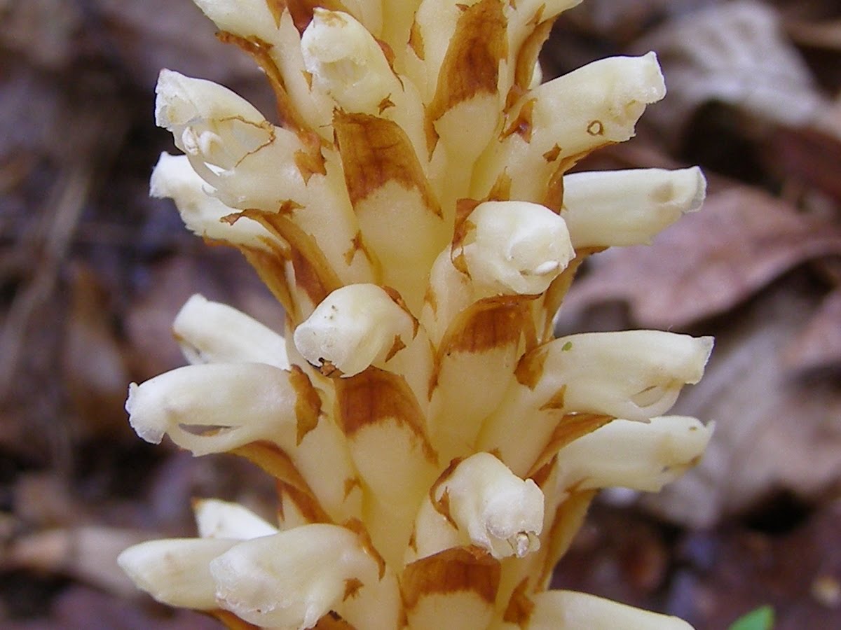 Ohio Flora: Squawroot - Conopholis americana