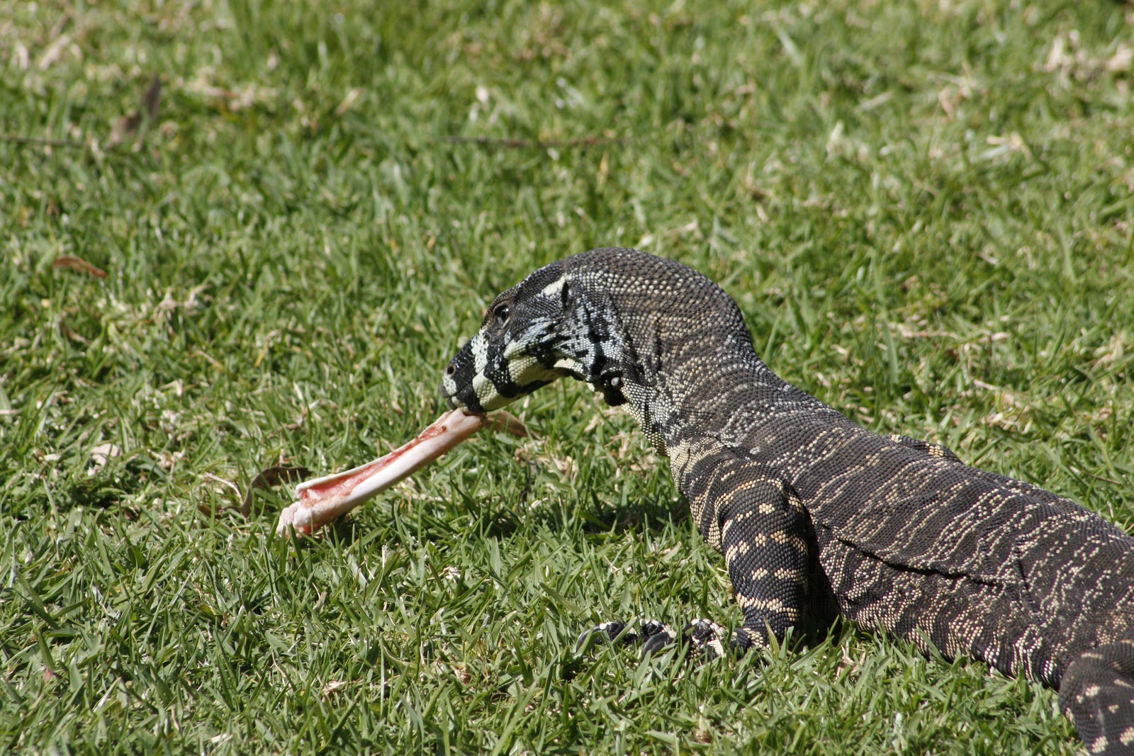 I am a liminal being: A GOANNA COMES TO VISIT