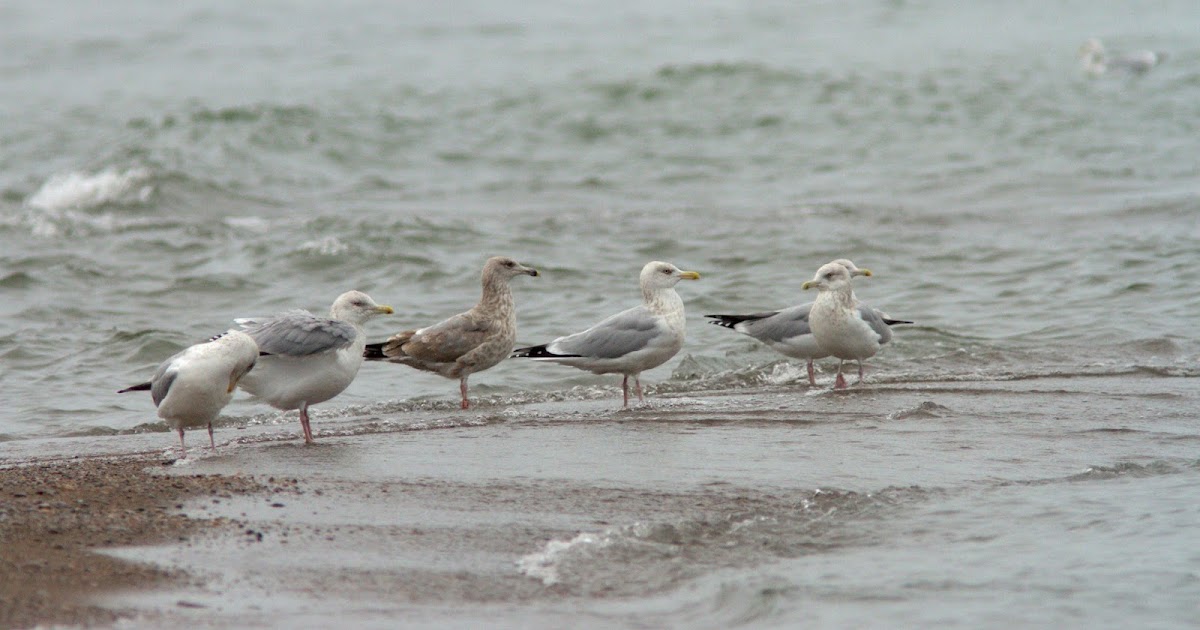 'Burg Birder: Some Point Pelee Birding