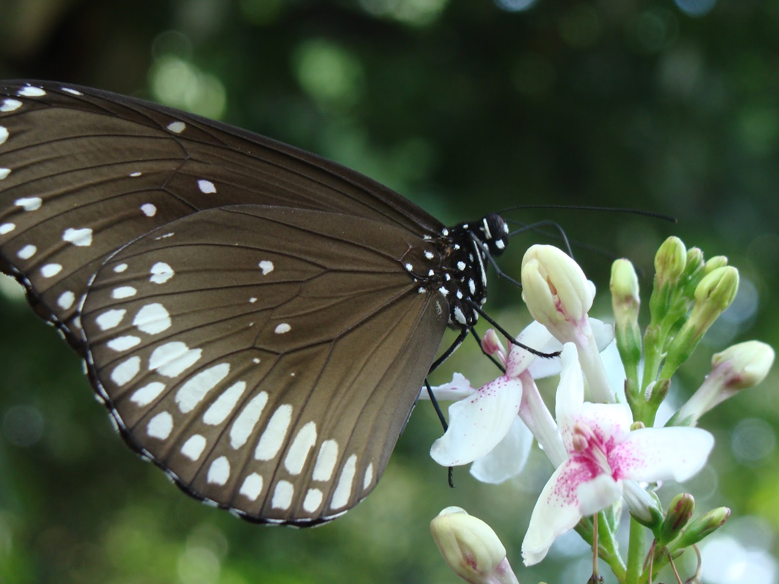 NBSDH: BUTTER FLIES