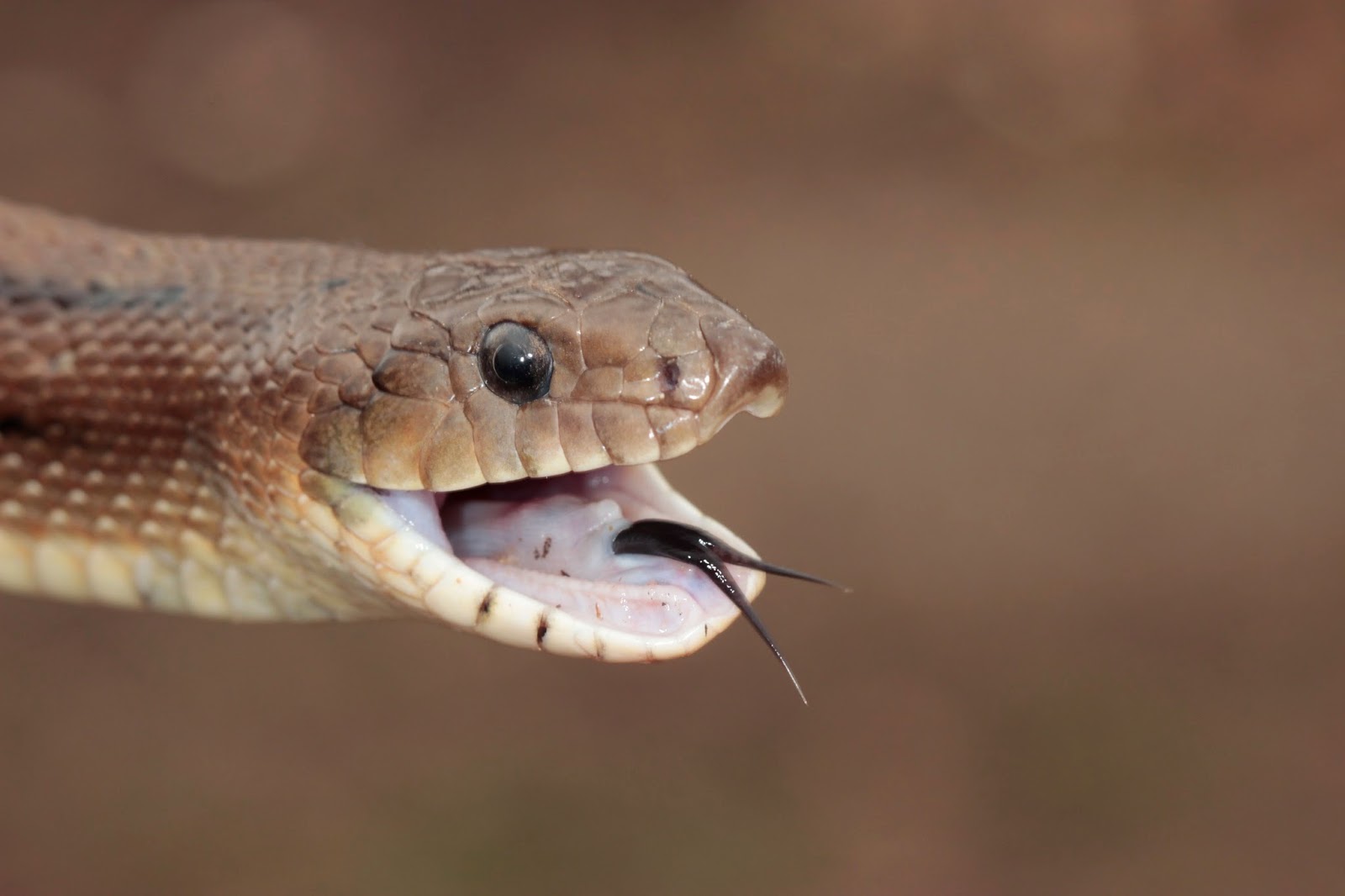 Bichos y fotos: Hablamos de las culebras en general y de la culebra de ...