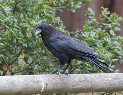 Backyard Nature Fun: I Spy Crows - GoExploreNature.com