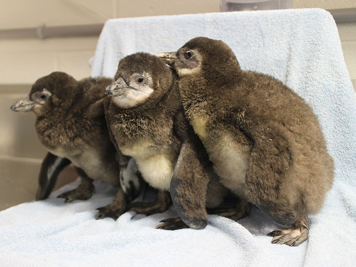 Aquarium News and Updates