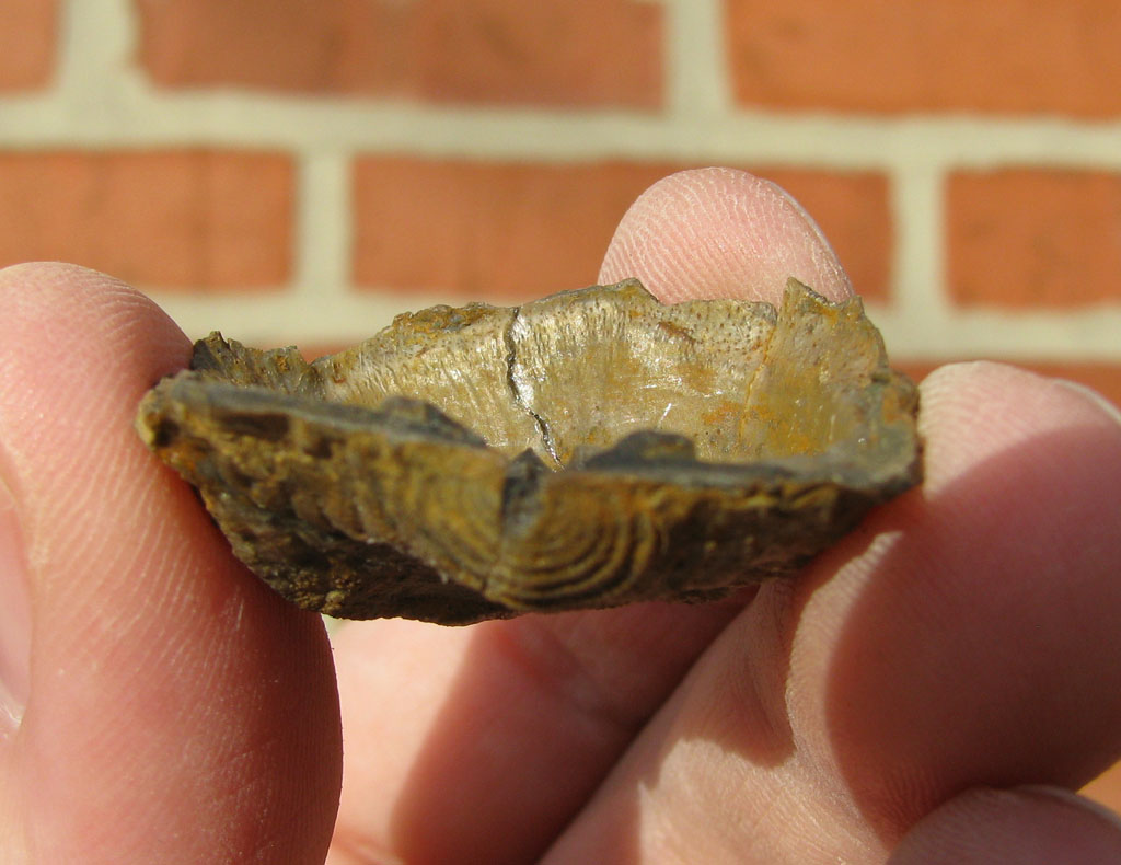 Views of the Mahantango: Leptaena analogaeformis brachiopod from Poland