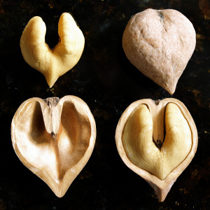 Temperate Climate Permaculture: Permaculture Plants: Other Walnut Species